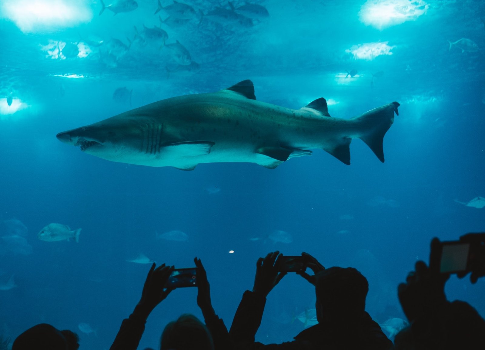 How to Visit the Lisbon Oceanarium | Europe Travel Insider